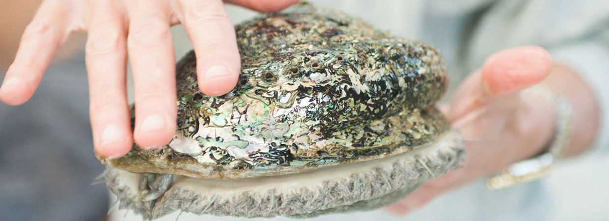 Guided Abalone Farm tours | Walkerbay Adventures