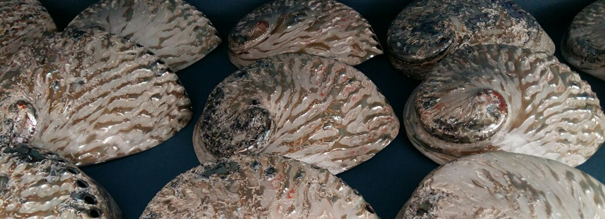 Guided Abalone Farm tours | Walkerbay Adventures